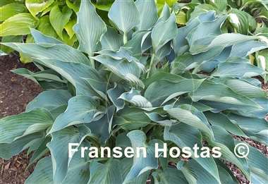 Hosta Blue Arrow - Fransen Hostas